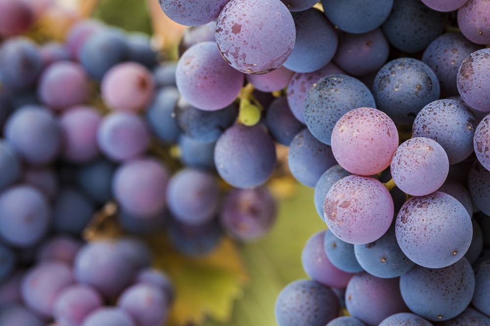 Viticulture & Winemaking Courses | Melbourne Polytechnic