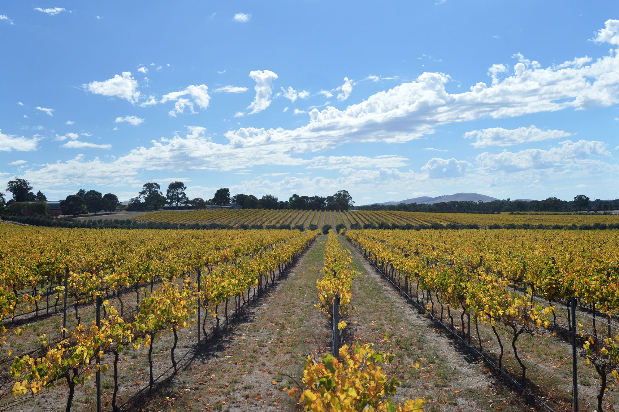 Melbourne Polytechnic's Vineyards