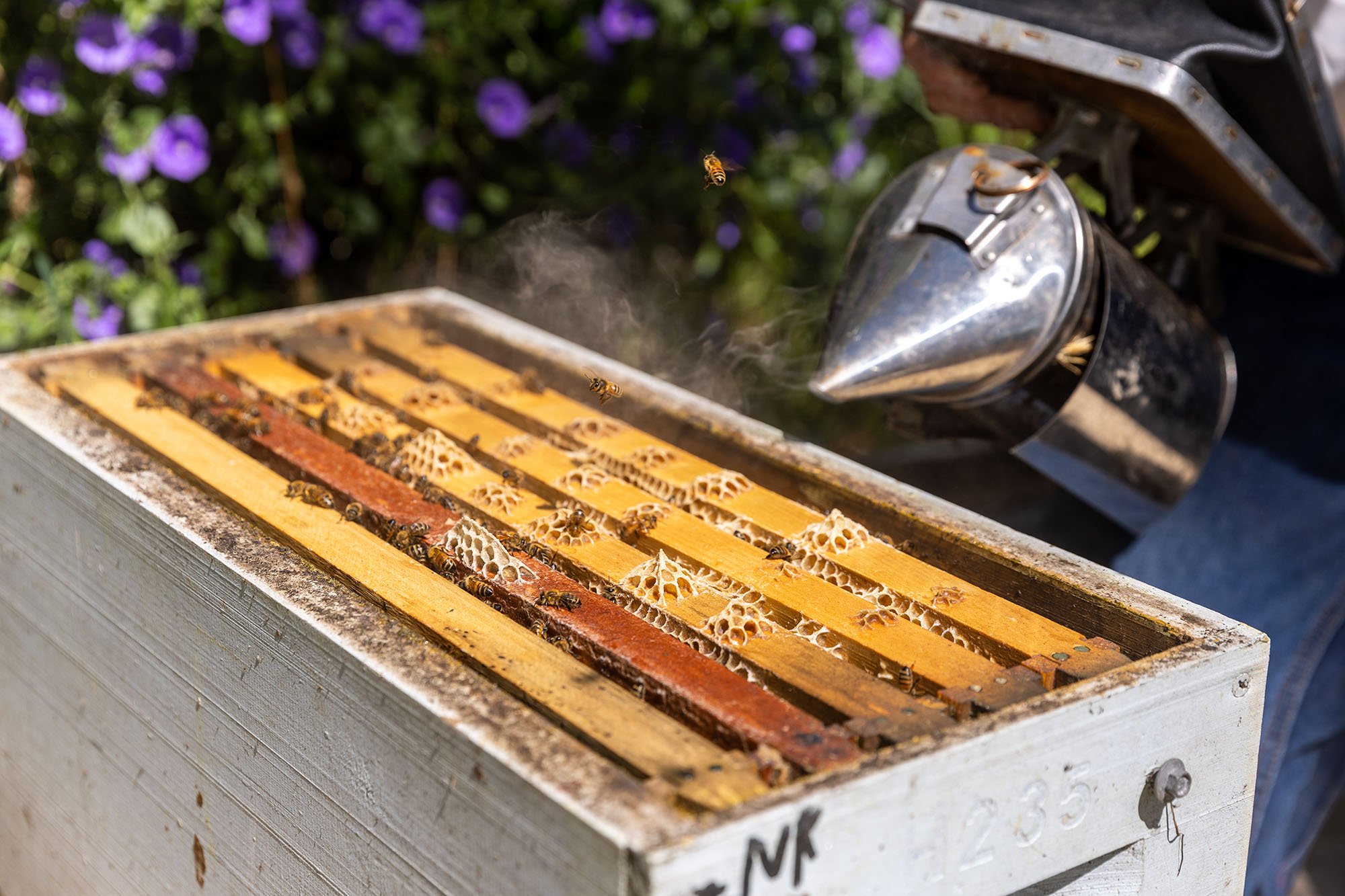 Certificate III in Beekeeping | Melbourne Polytechnic
