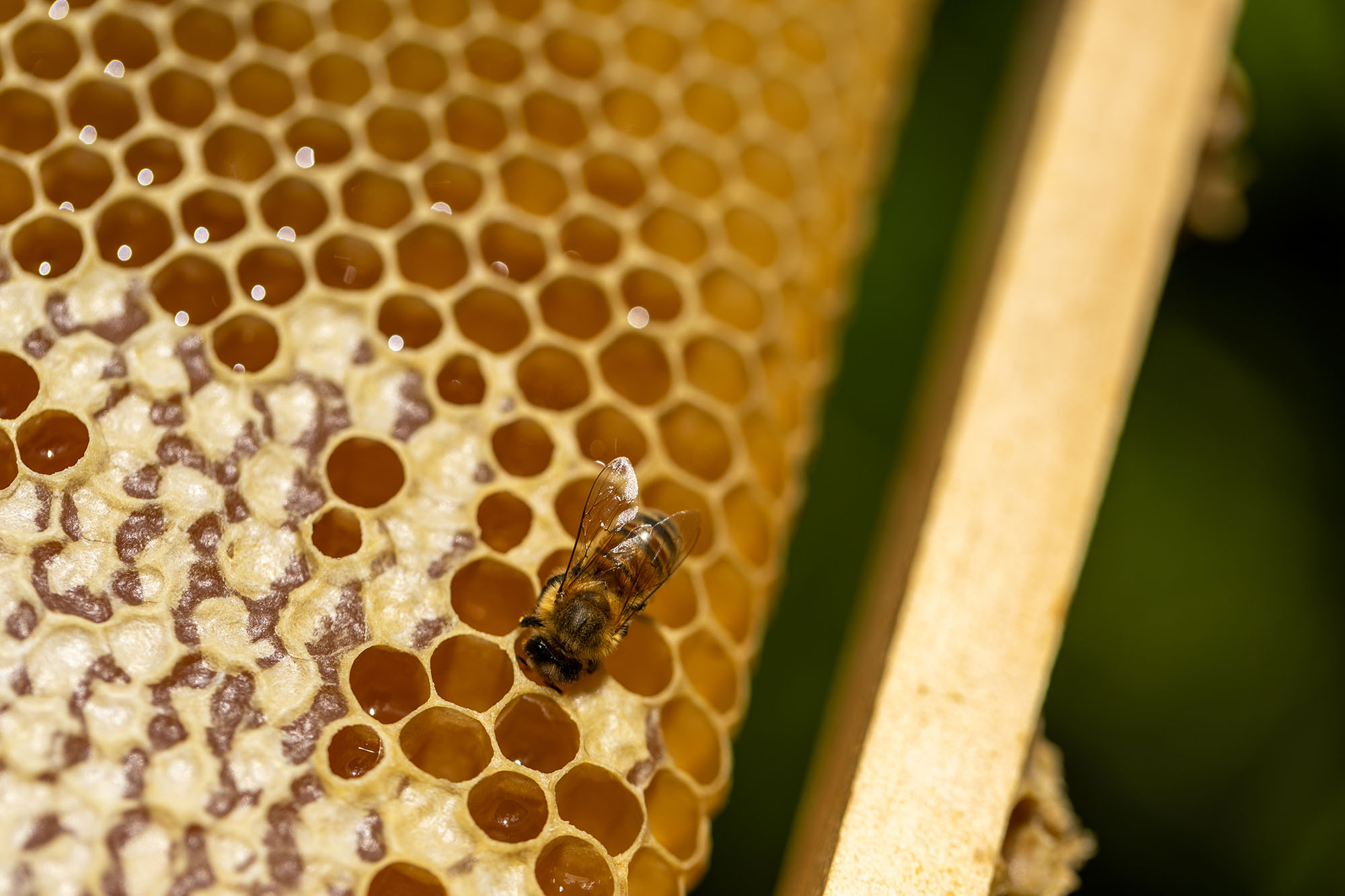 Beekeeping - Melbourne Polytechnic